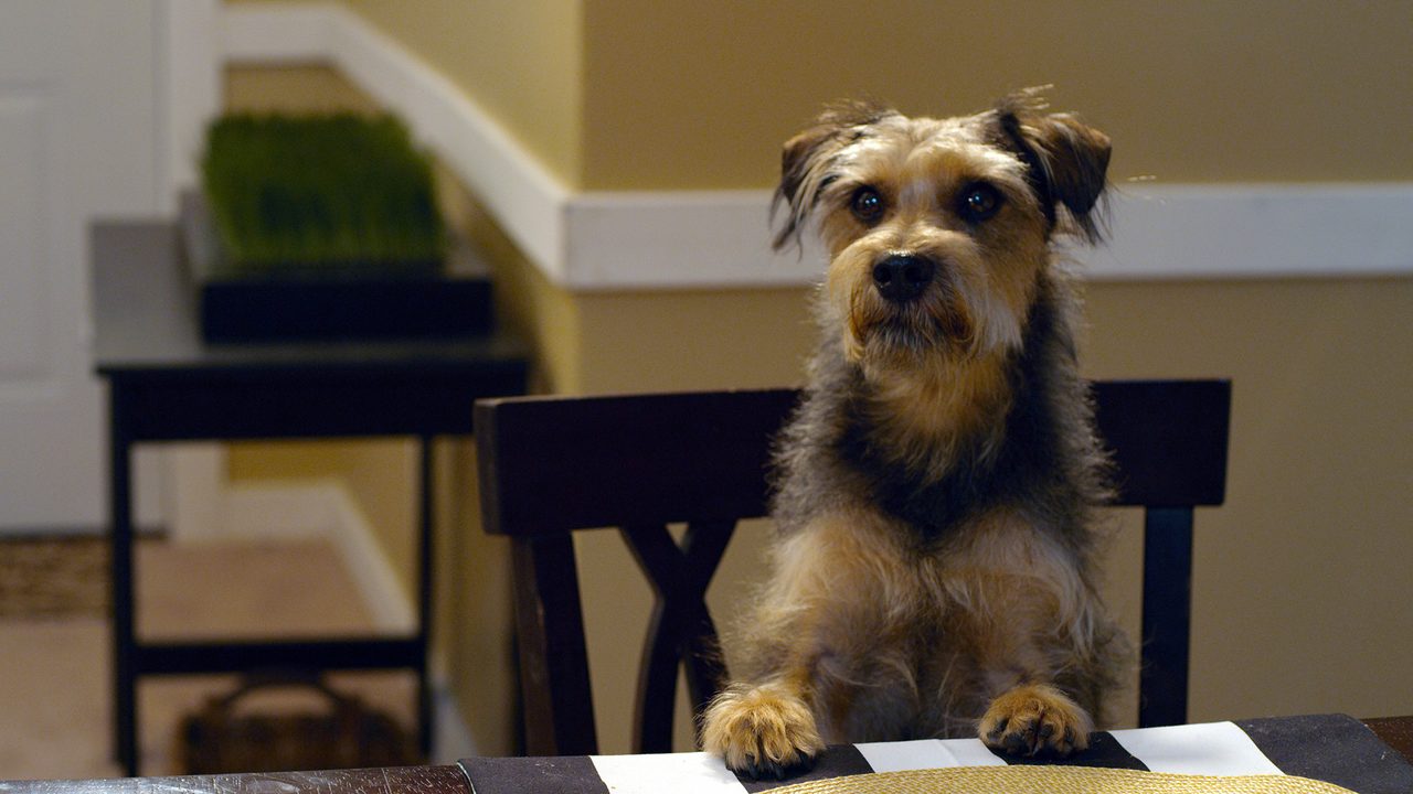 Robo-Dog: Airborne - Pathé Thuis